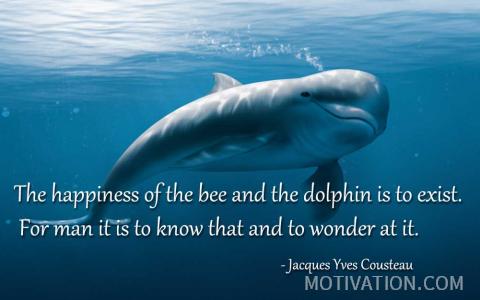Dolphin Poems Quotes
